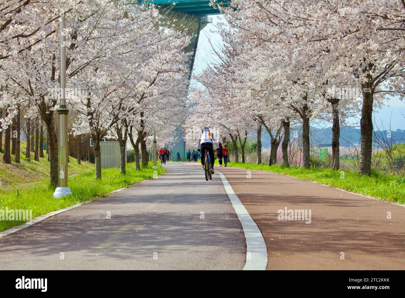 From a low angle, white cherry blossom trees tower over bike and ...