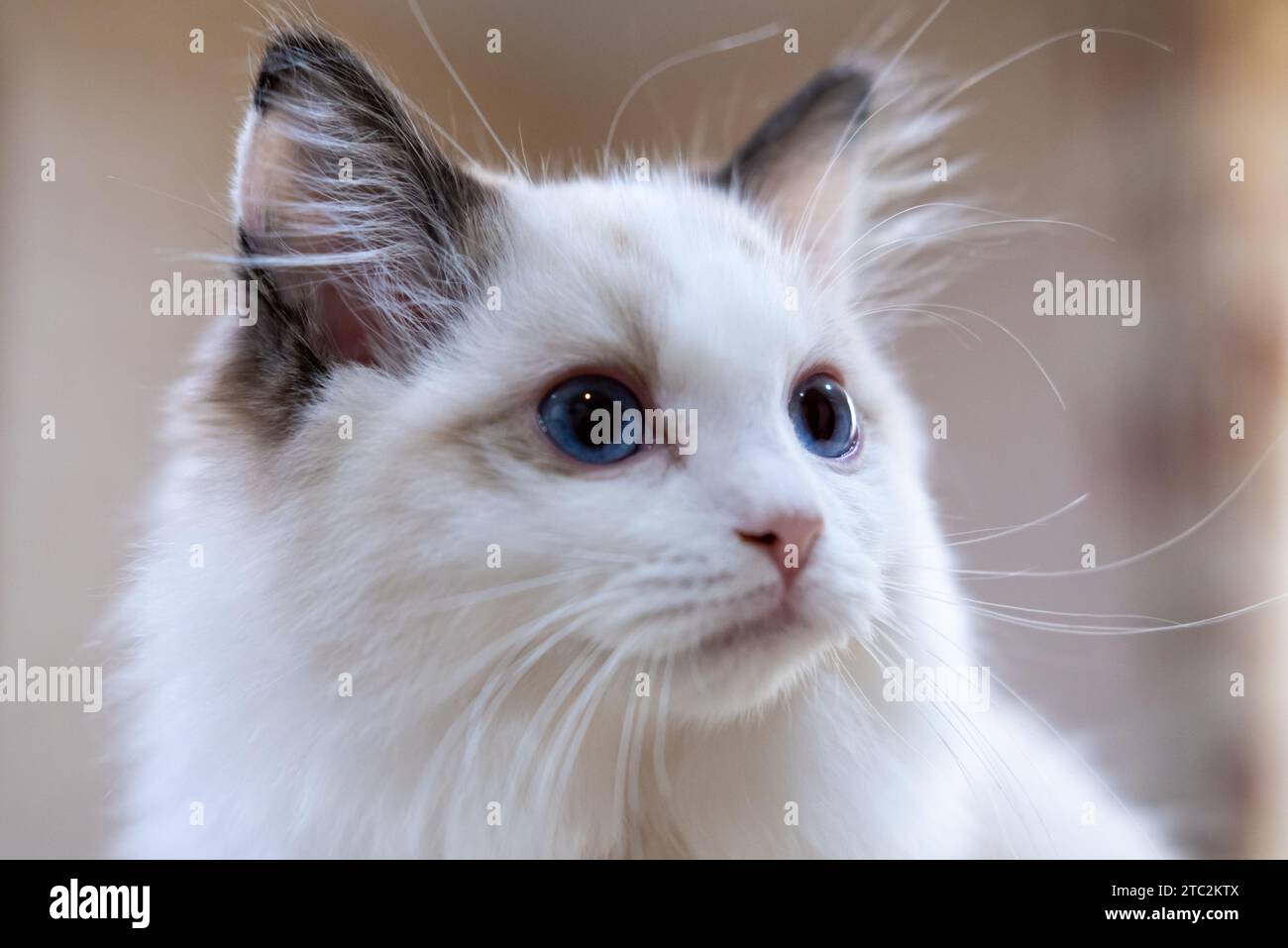 Cute, small Ragdoll cat. 3 months old Stock Photo - Alamy