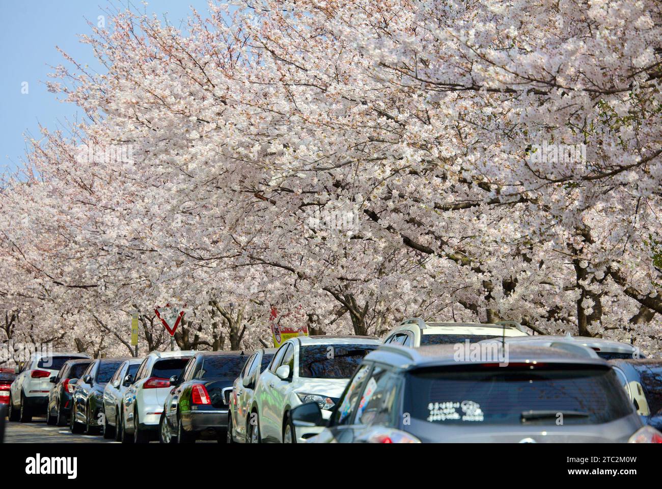 Full white cherry blossom trees elegantly hang over a neat line of ...