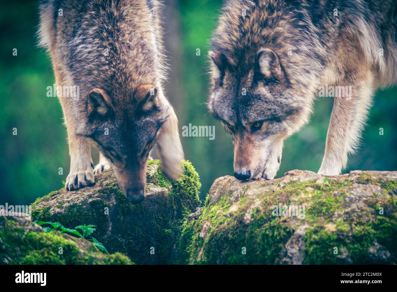 Two grey wolf (Canis Lupus) also known as Timber wolf watching a prey ...