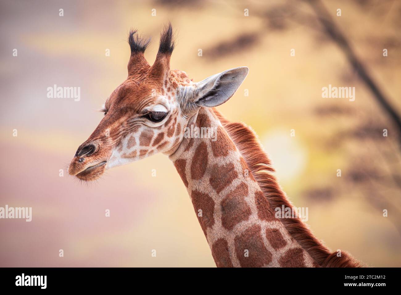 Baby giraffe against the backdrop of sunset. Photography taken in ...