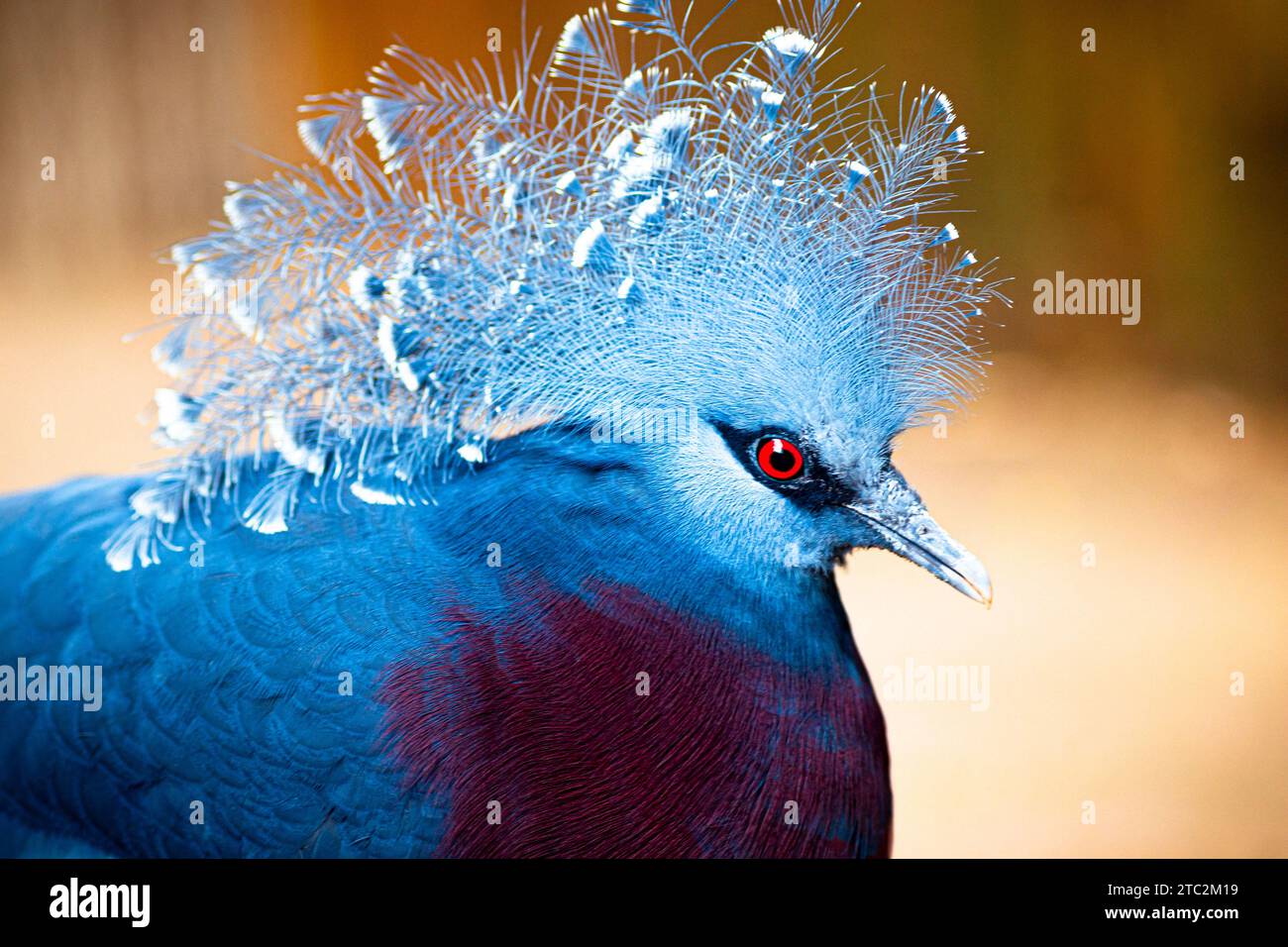 Victoria crowned pigeon head hi-res stock photography and images - Alamy