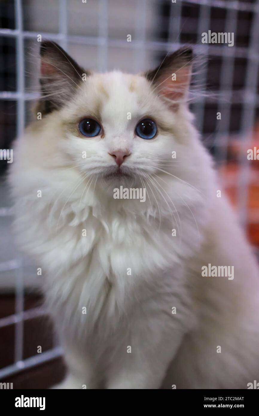 Cute, small Ragdoll cat. 3 months old standing. with cage background ...