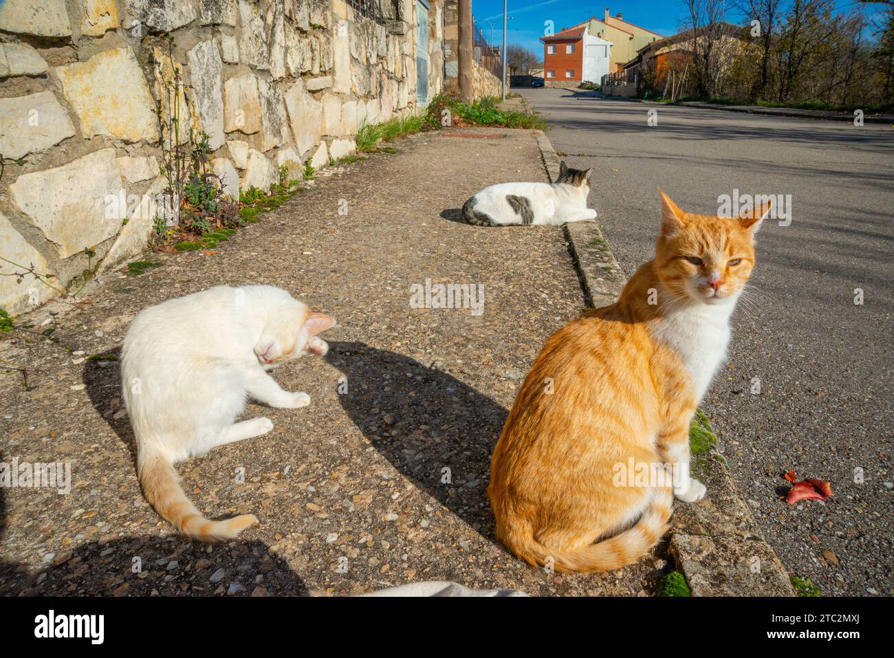 Stray cats sunbathing Stock Photo - Alamy
