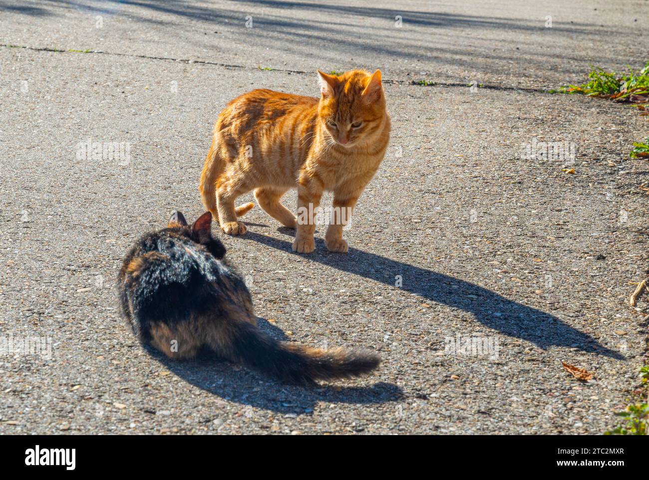 Two kittens playing Stock Photo - Alamy