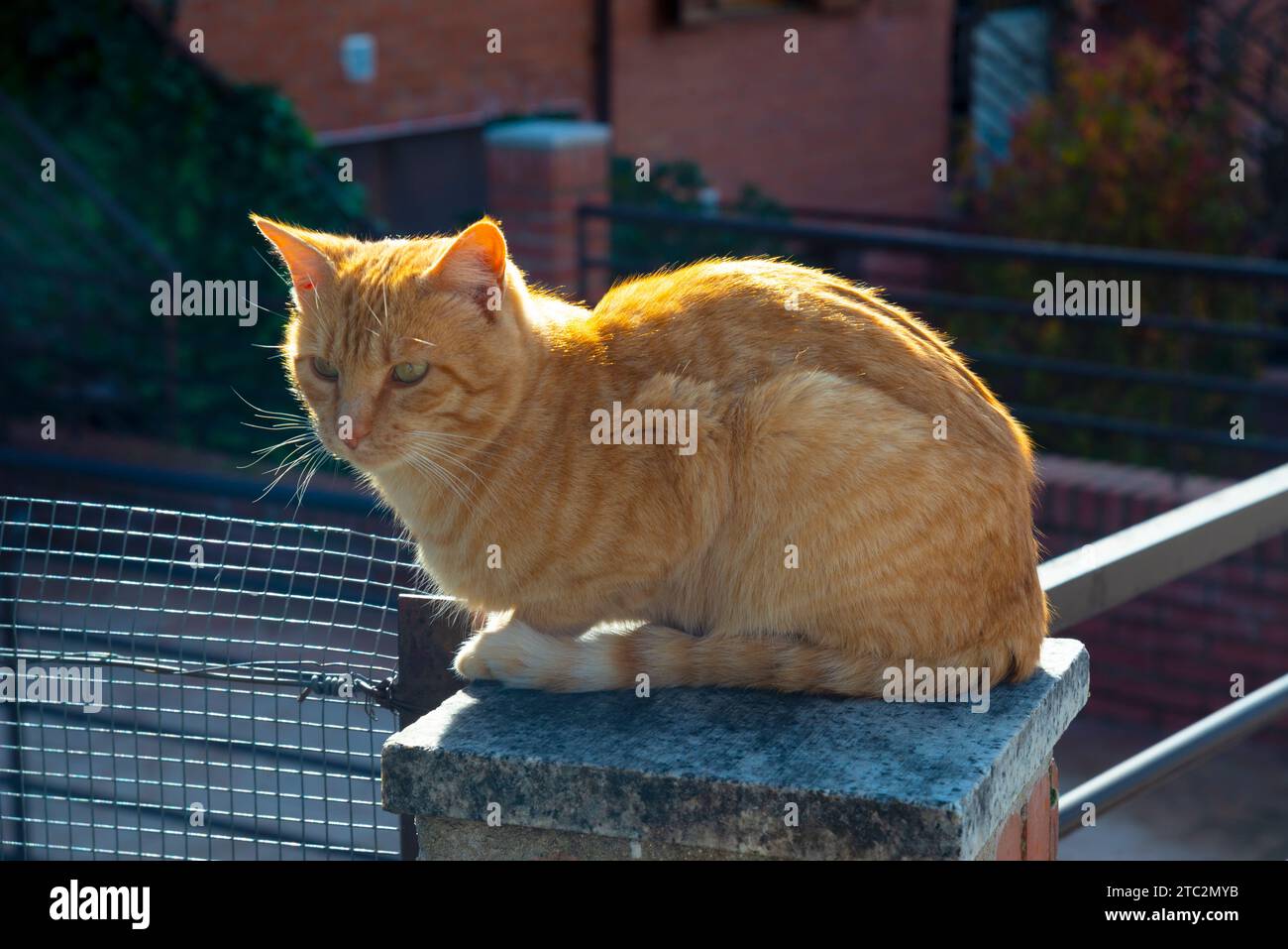 Gato animales felino mascota hi-res stock photography and images - Alamy