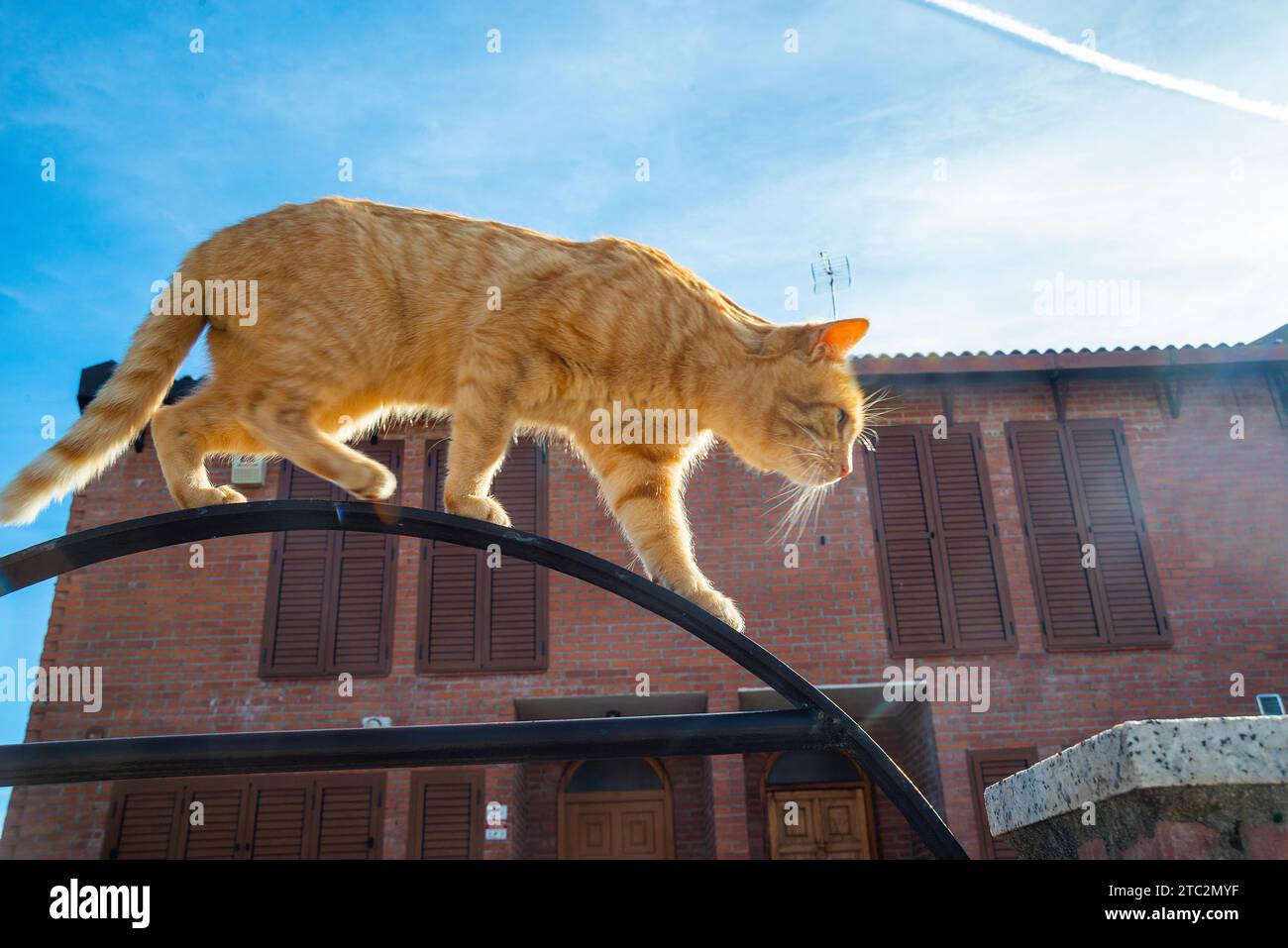 Orange cat walking hi-res stock photography and images - Alamy
