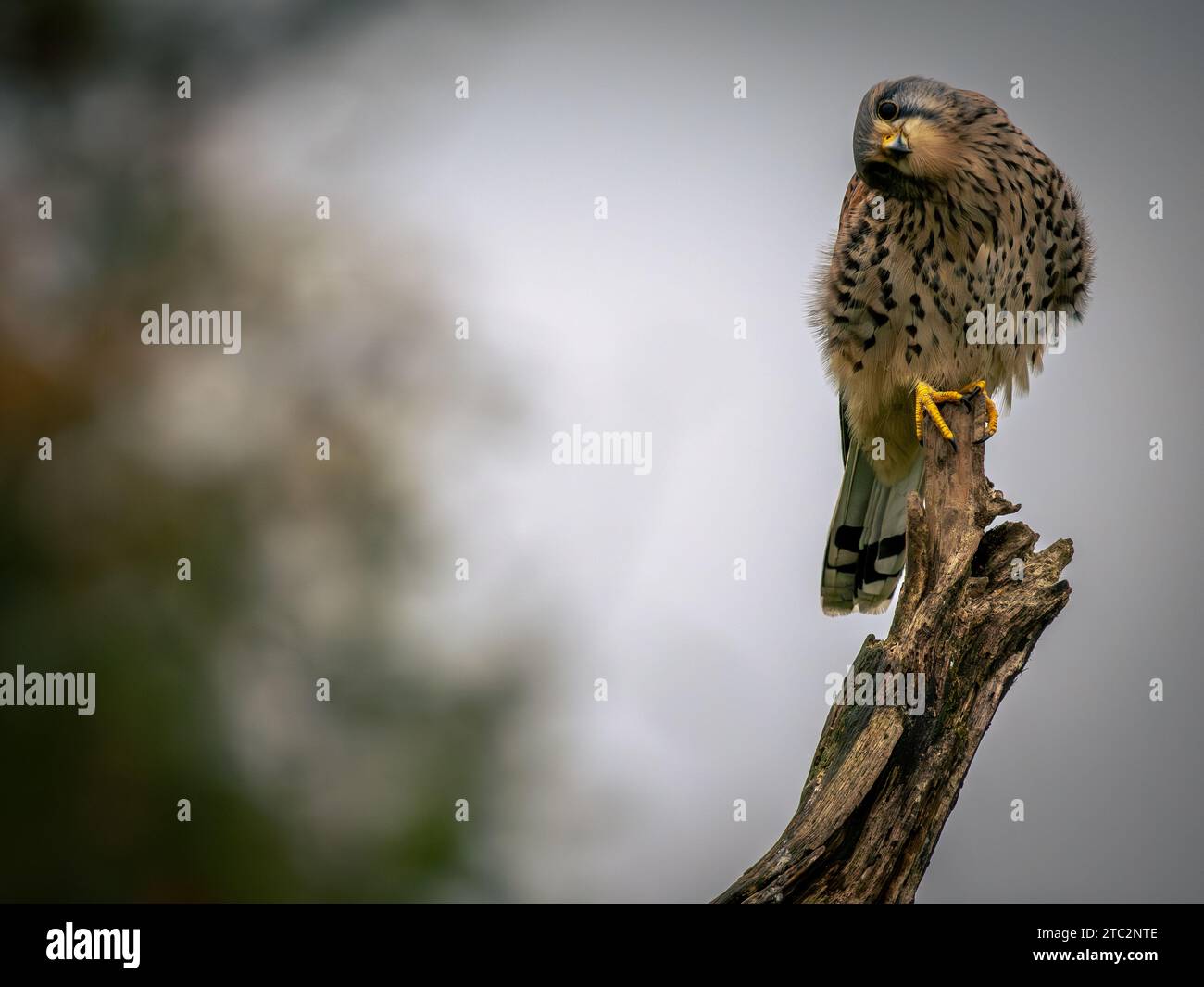 Male Kestrel Perched on a branch Stock Photo - Alamy