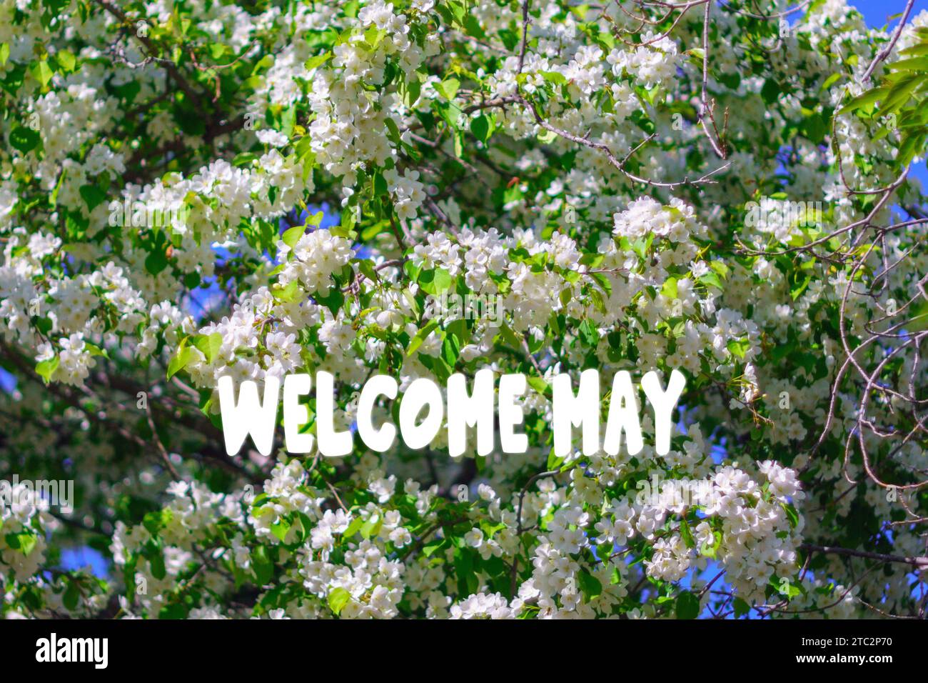 Welcome april, Sun shining through the trees. The beginning of the ...