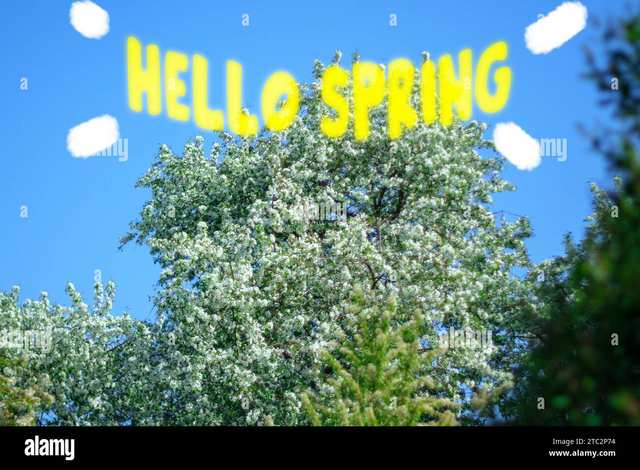 Hello spring, Sun shining through the trees. The beginning of the spring season. Blooming apple ...
