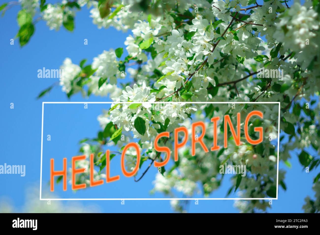 Hello, spring, the sunlight breaking through the crowns of the trees ...