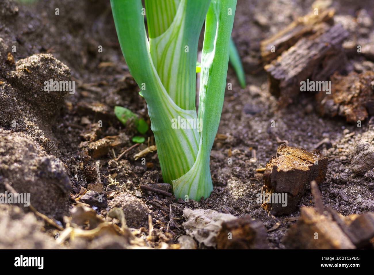 Green onion seedlings planting. Agricultural landscape of the onion ...