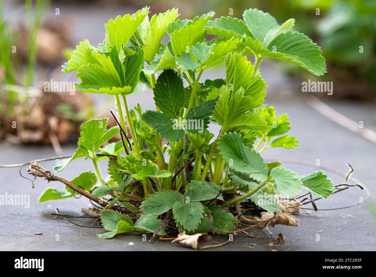 a young strawberry bush grows in a bed that is covered with non woven ...