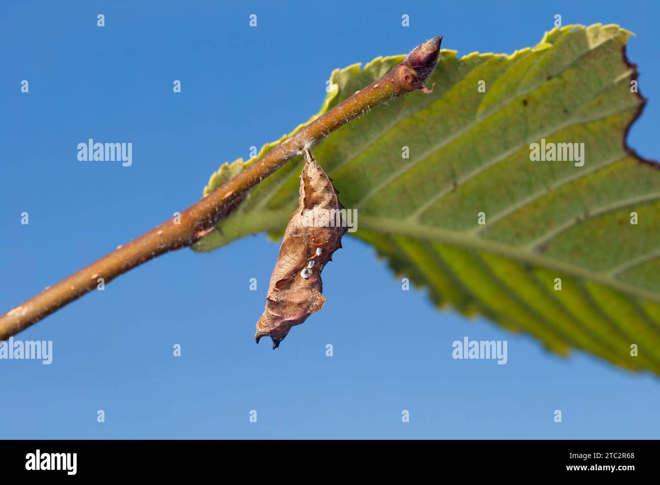 Pupa shell hi-res stock photography and images - Alamy