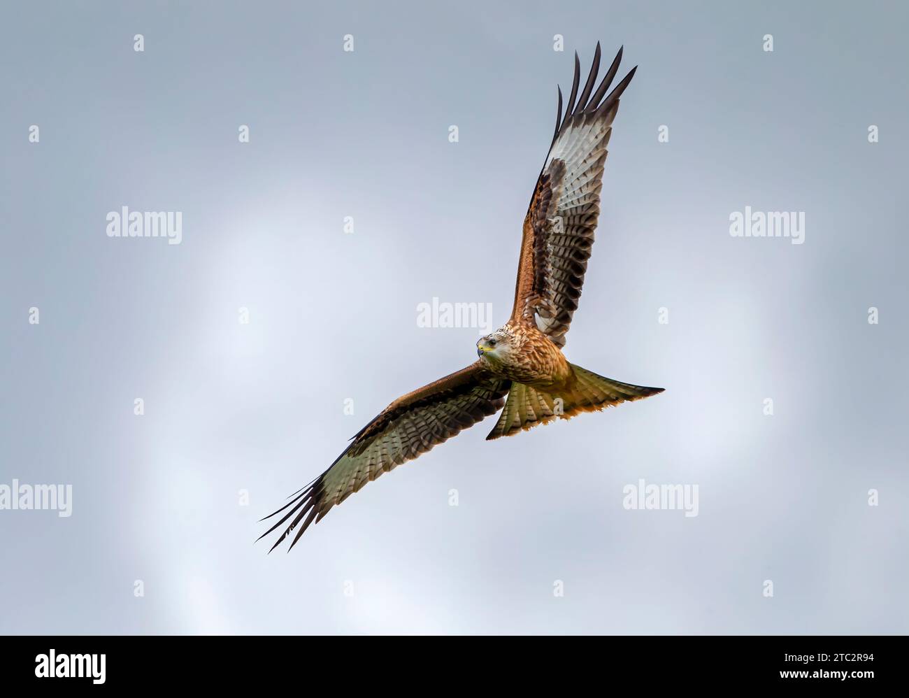 Red Kite in Flight Stock Photo - Alamy