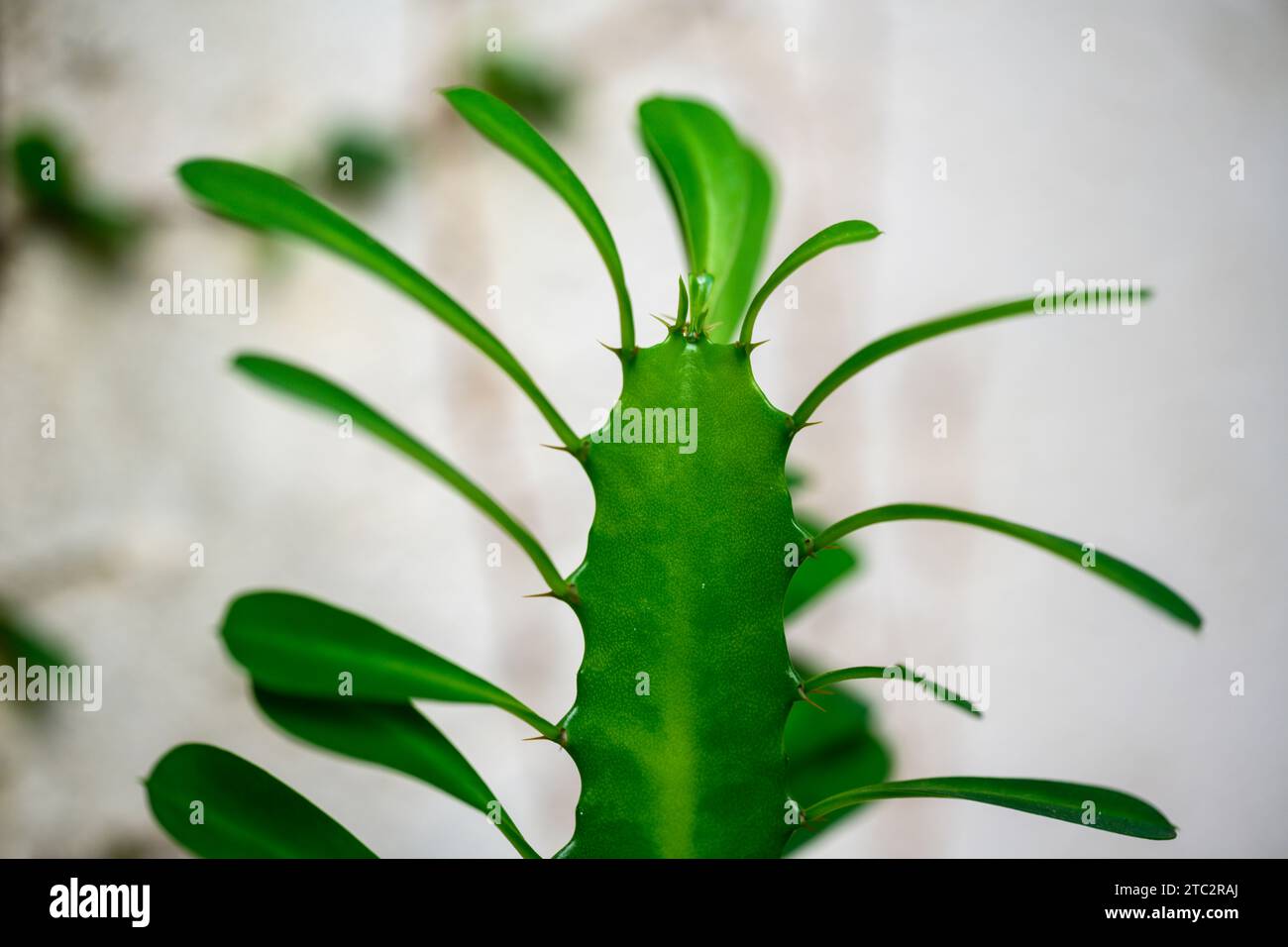 Euphorbia trigona African milk tree, Cathedral cactus, Abyssinian ...