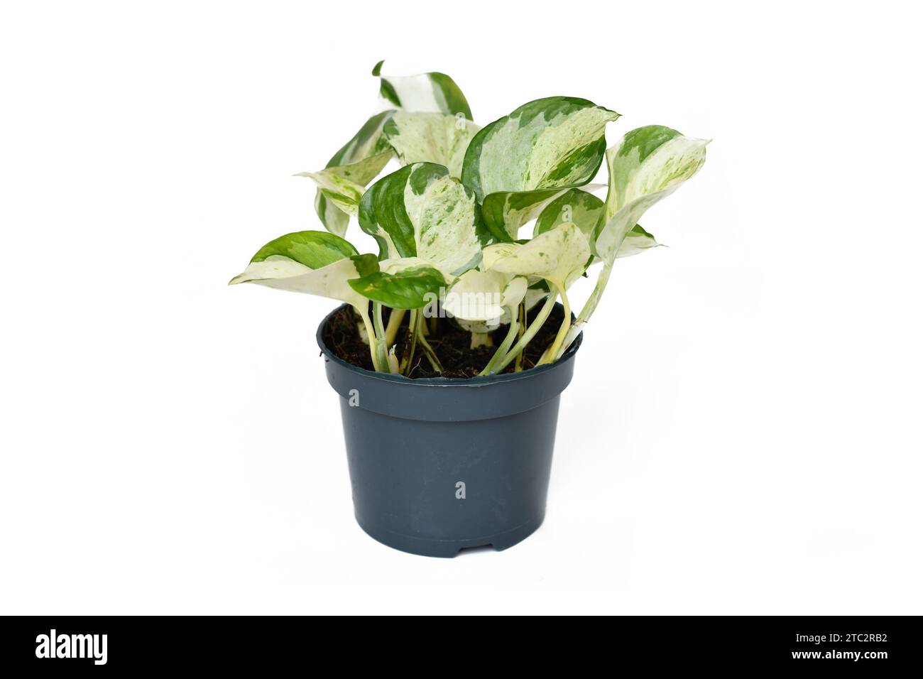Epipremnum manjula hi-res stock photography and images - Alamy