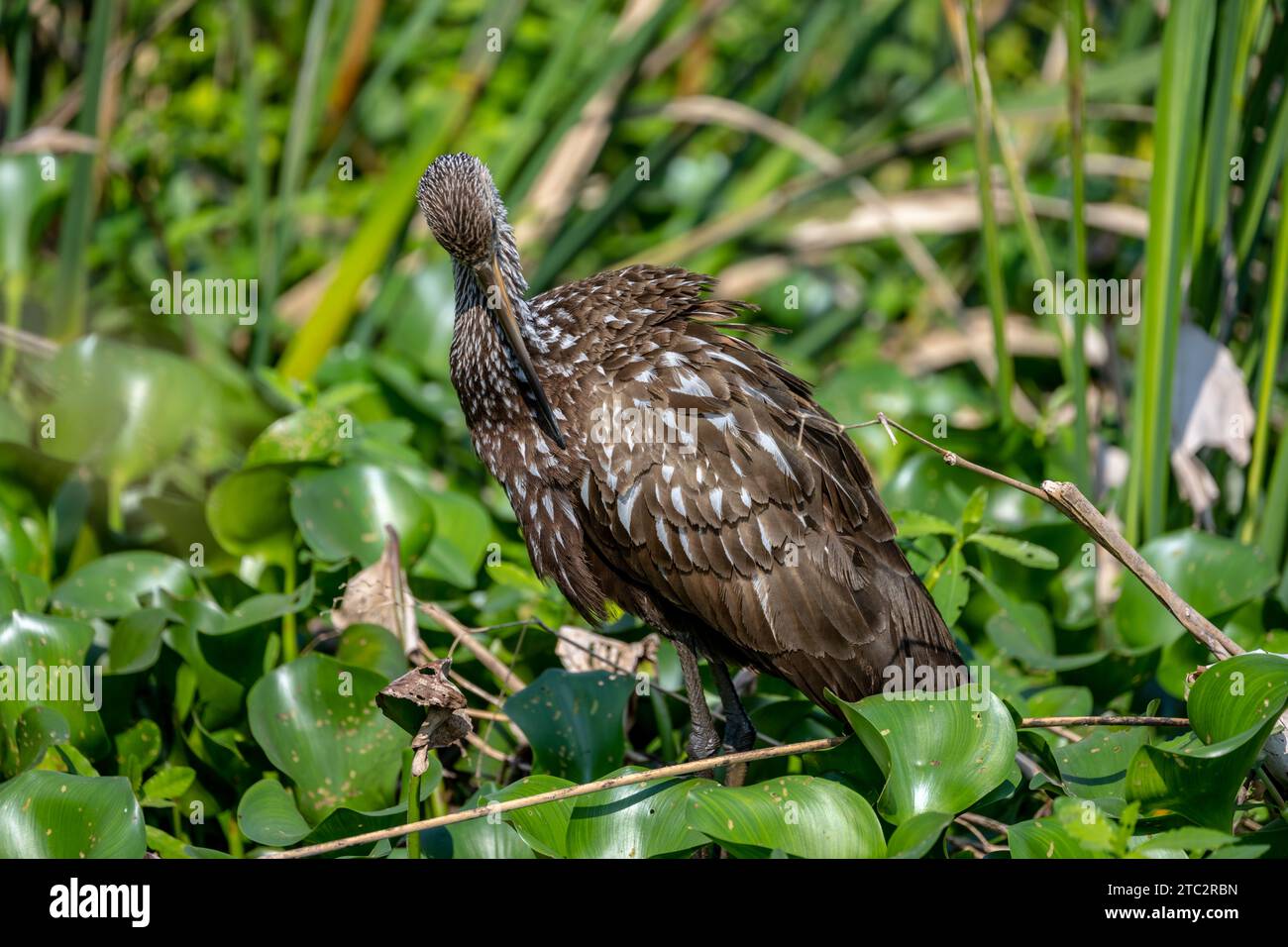 Scratch feathers hi-res stock photography and images - Alamy