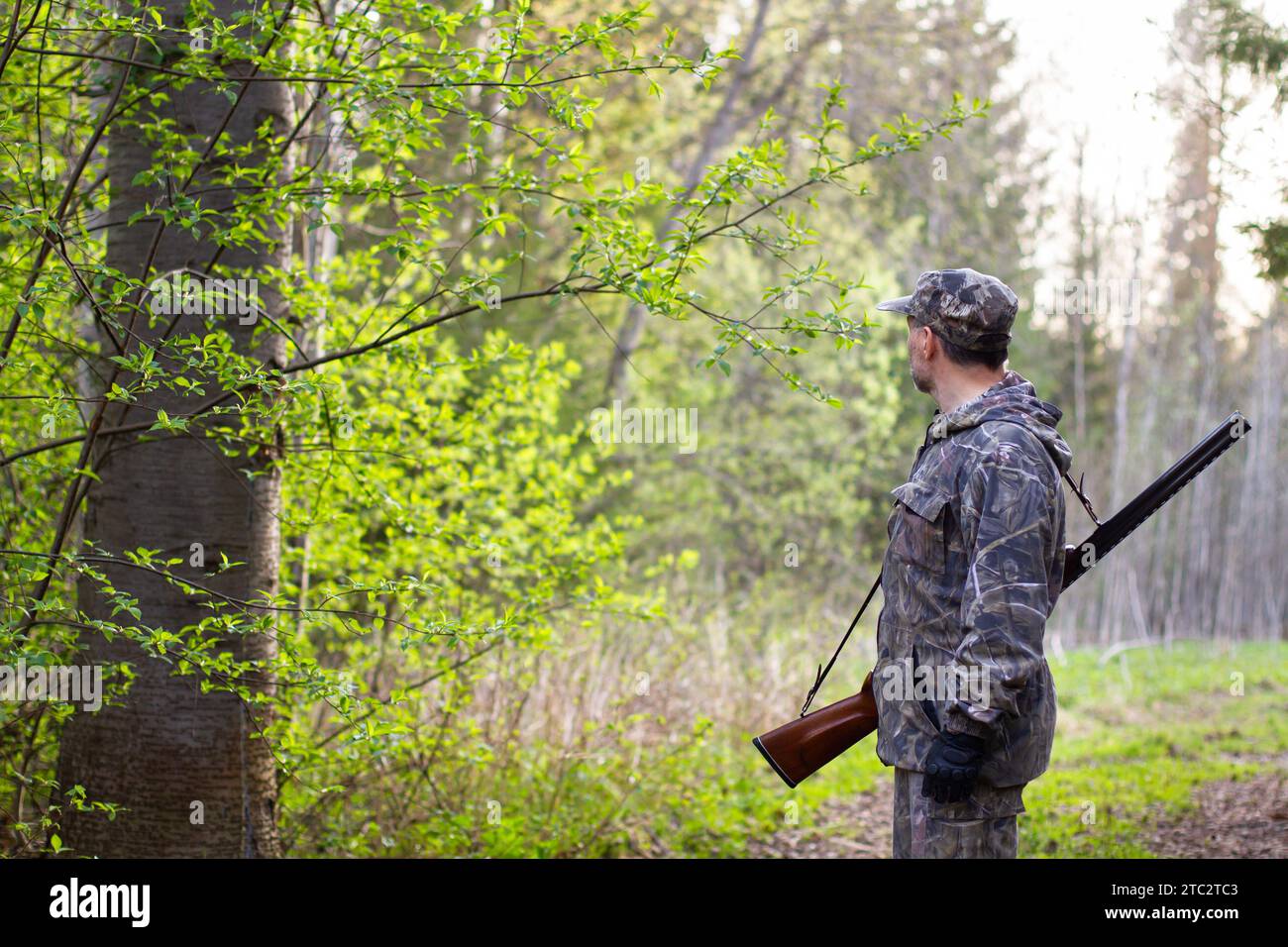 a hunter with a shotgun on his shoulder looks back at a forest clearing ...