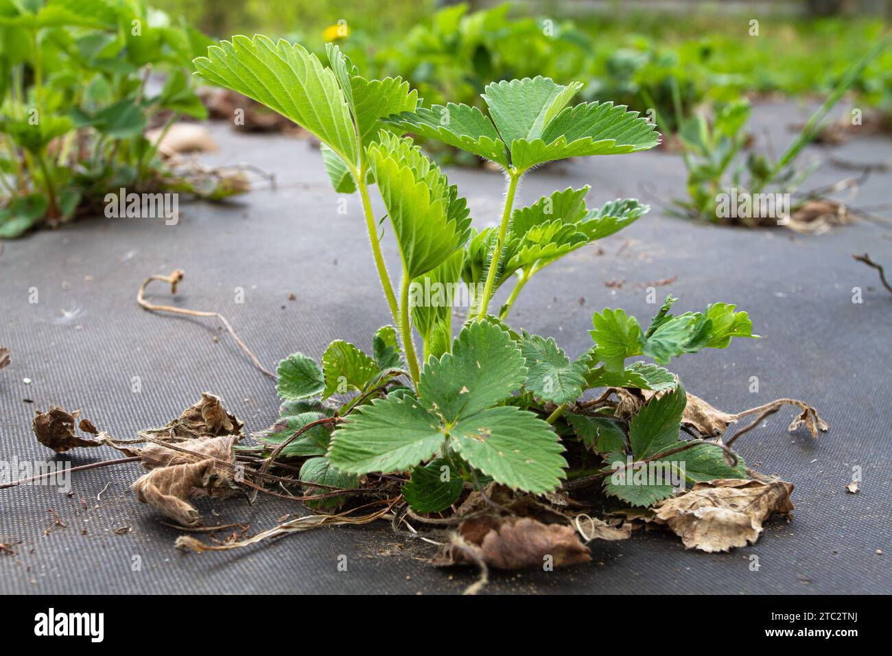 a young strawberry bush grows on a bed covered with nonwoven Stock ...