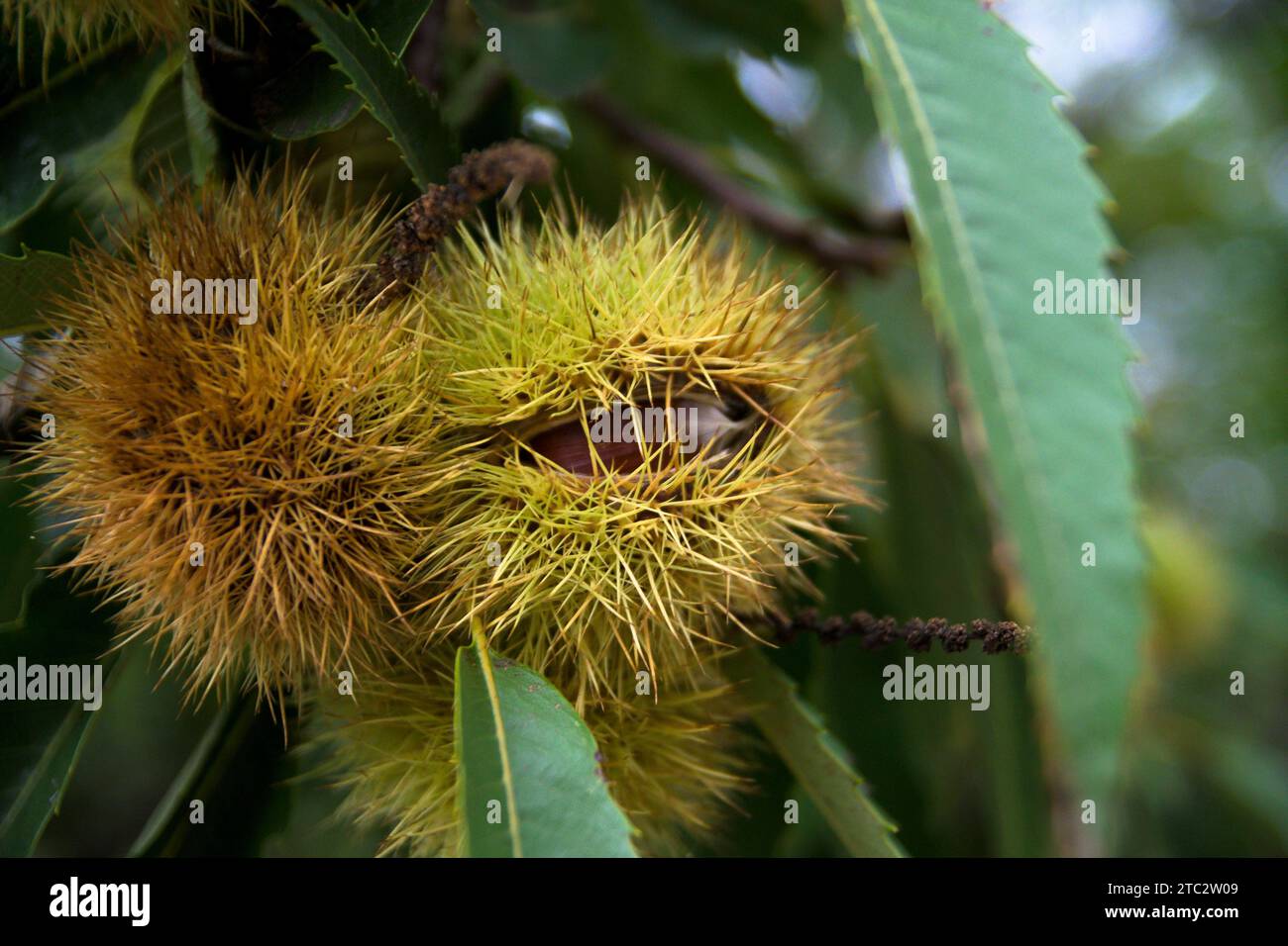 Chestnut in yellow hedgehog on chestnut tree in forest opening to fall ...