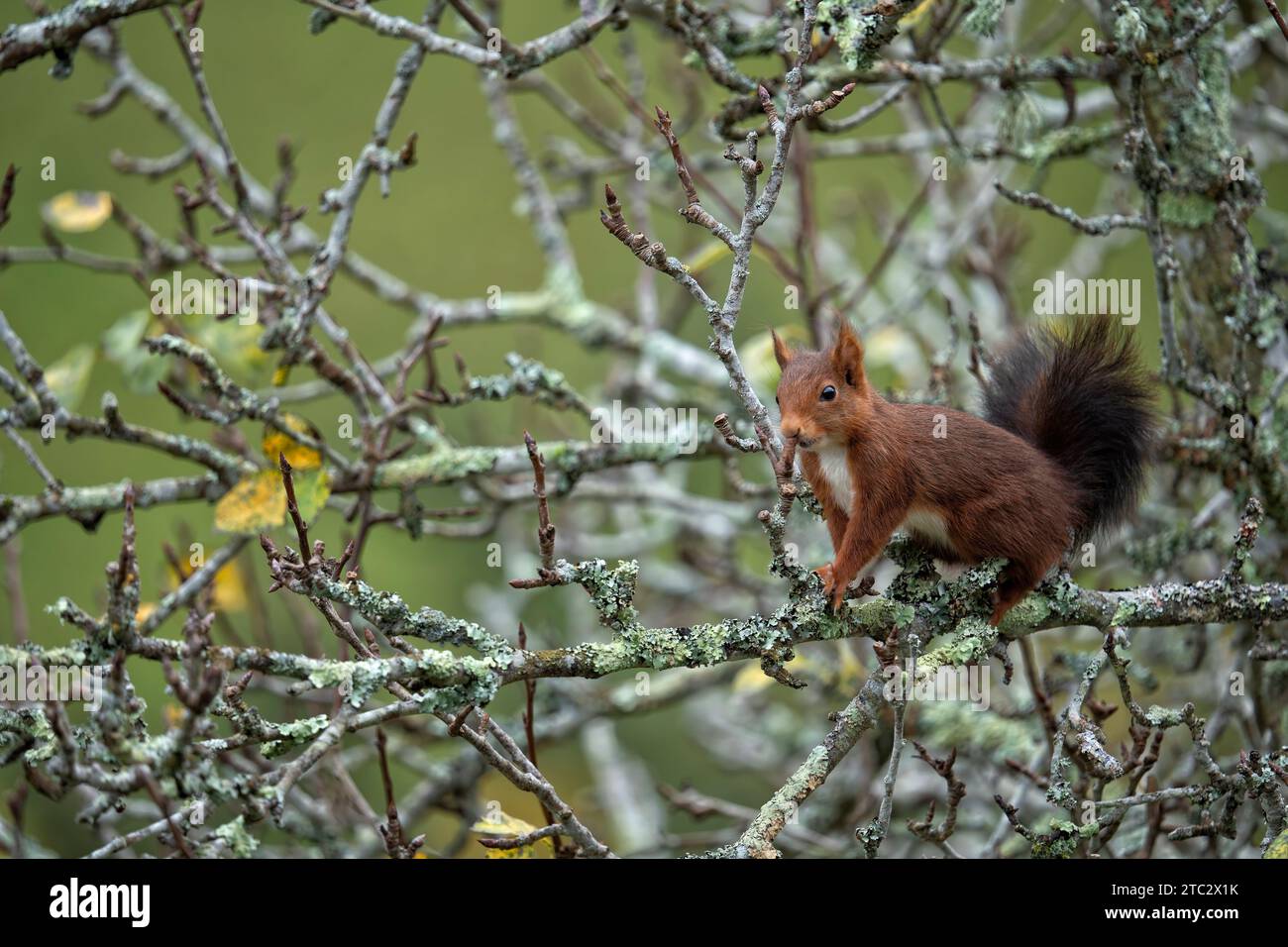 Text red squirrel hi-res stock photography and images - Alamy