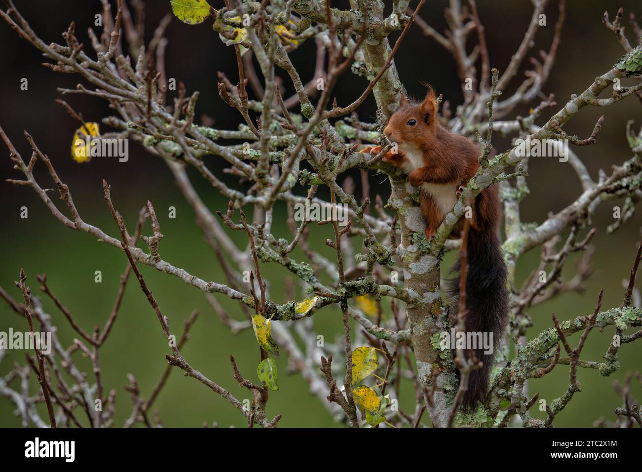 Text red squirrel hi-res stock photography and images - Alamy