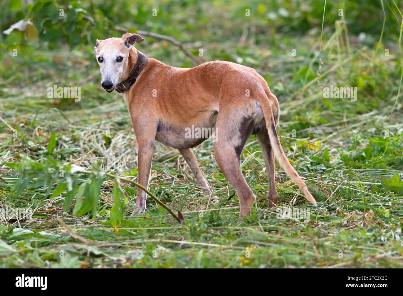 a brown greyhound stands in the meadow and looks back Stock Photo - Alamy