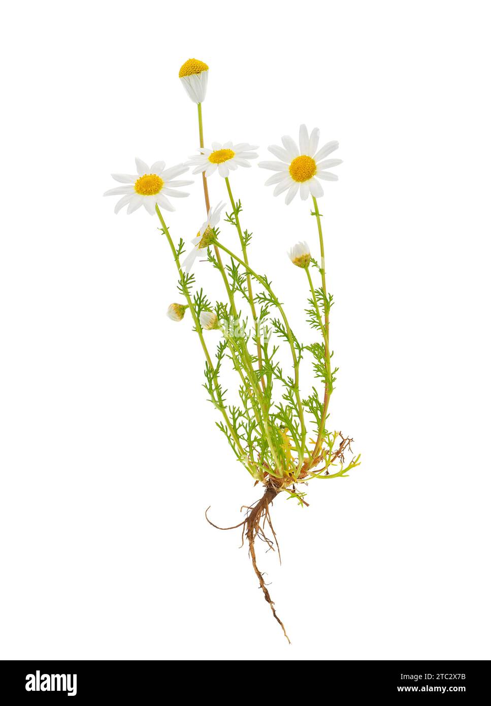 German chamomile isolated on white background, Matricaria chamomilla ...
