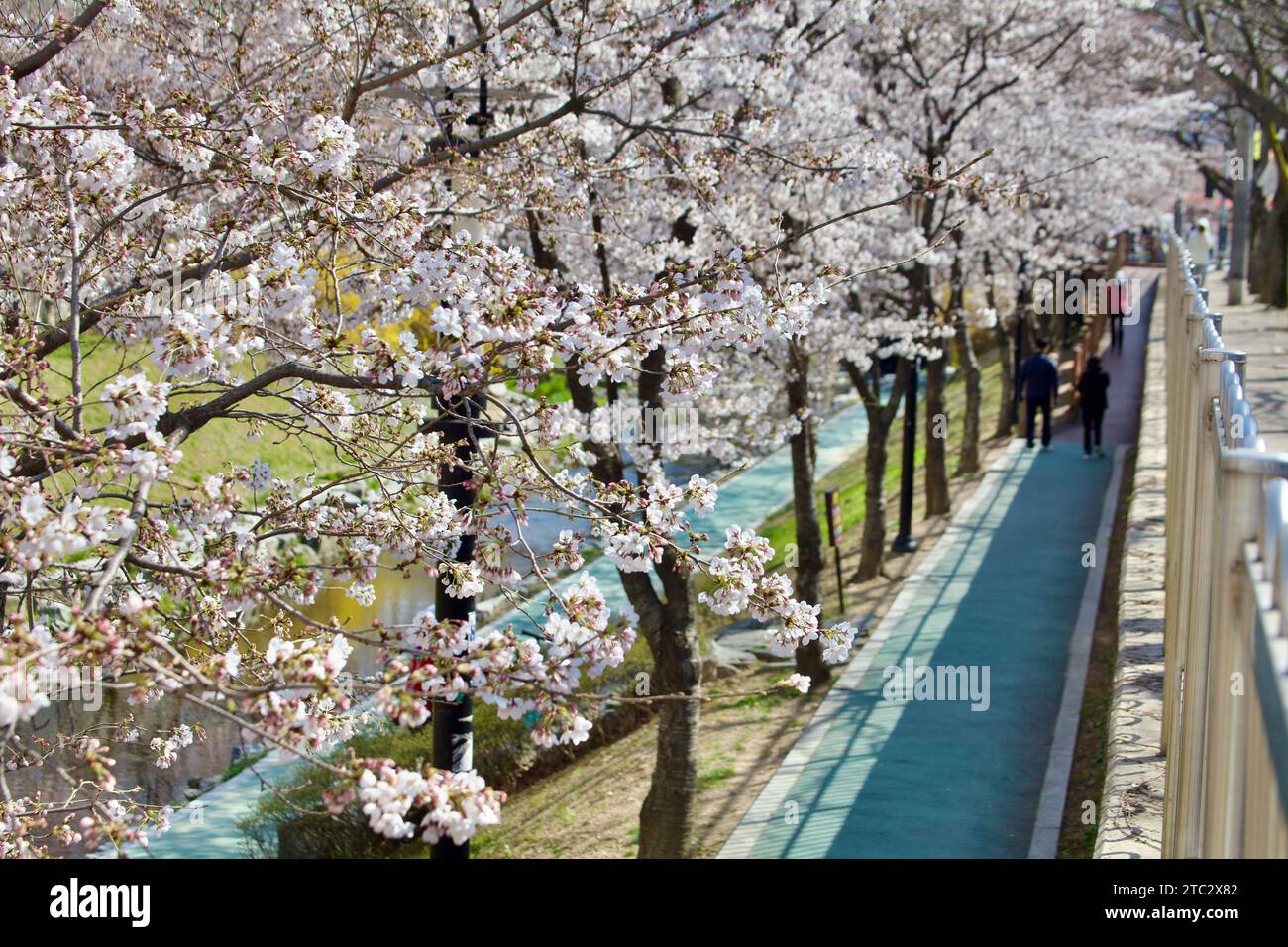 Delicate white blossoms cascade over a scenic walkway alongside a ...