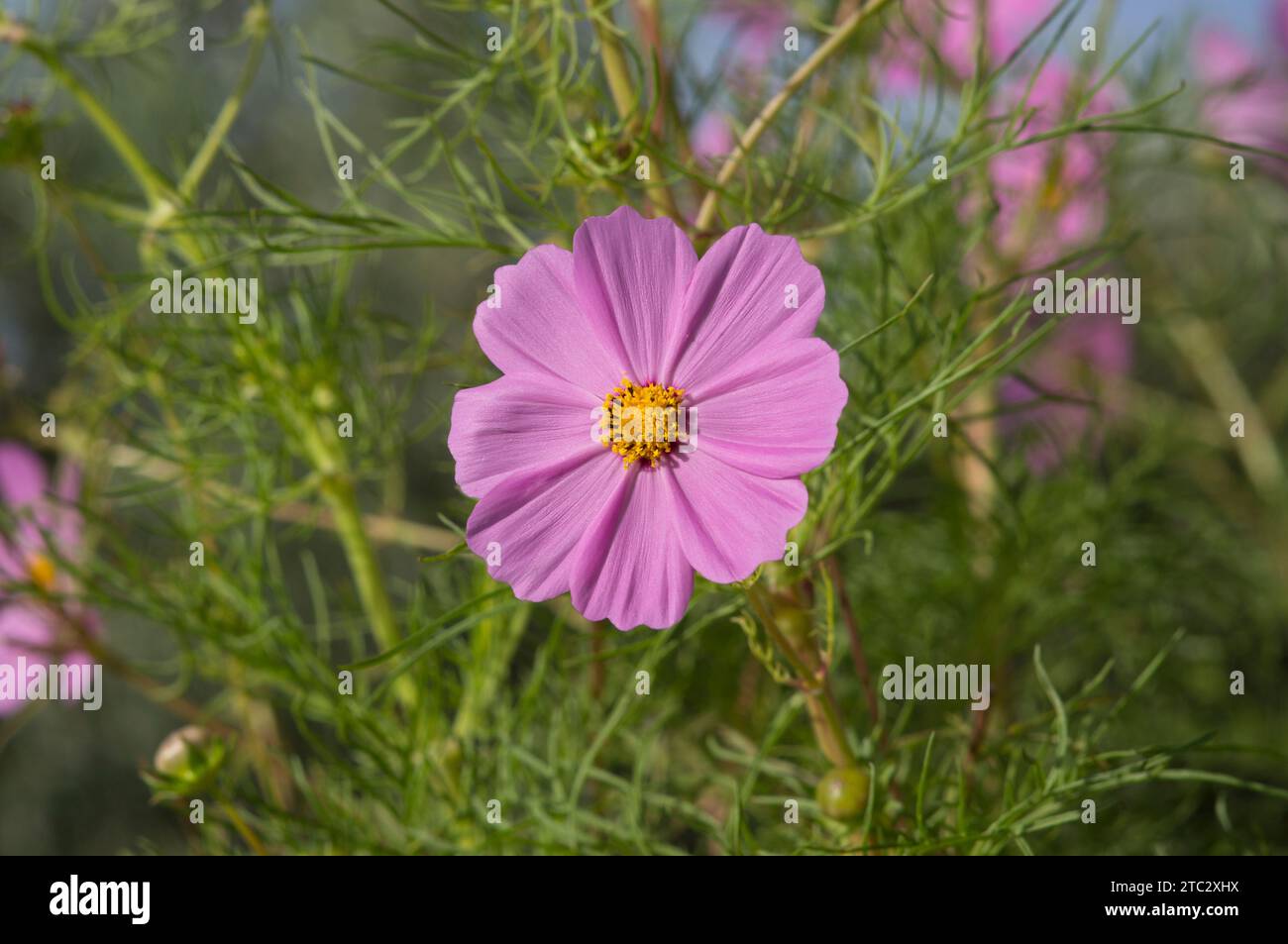 Cosmos bipinnatus, garden cosmos or Mexican aster, is a flowering ...