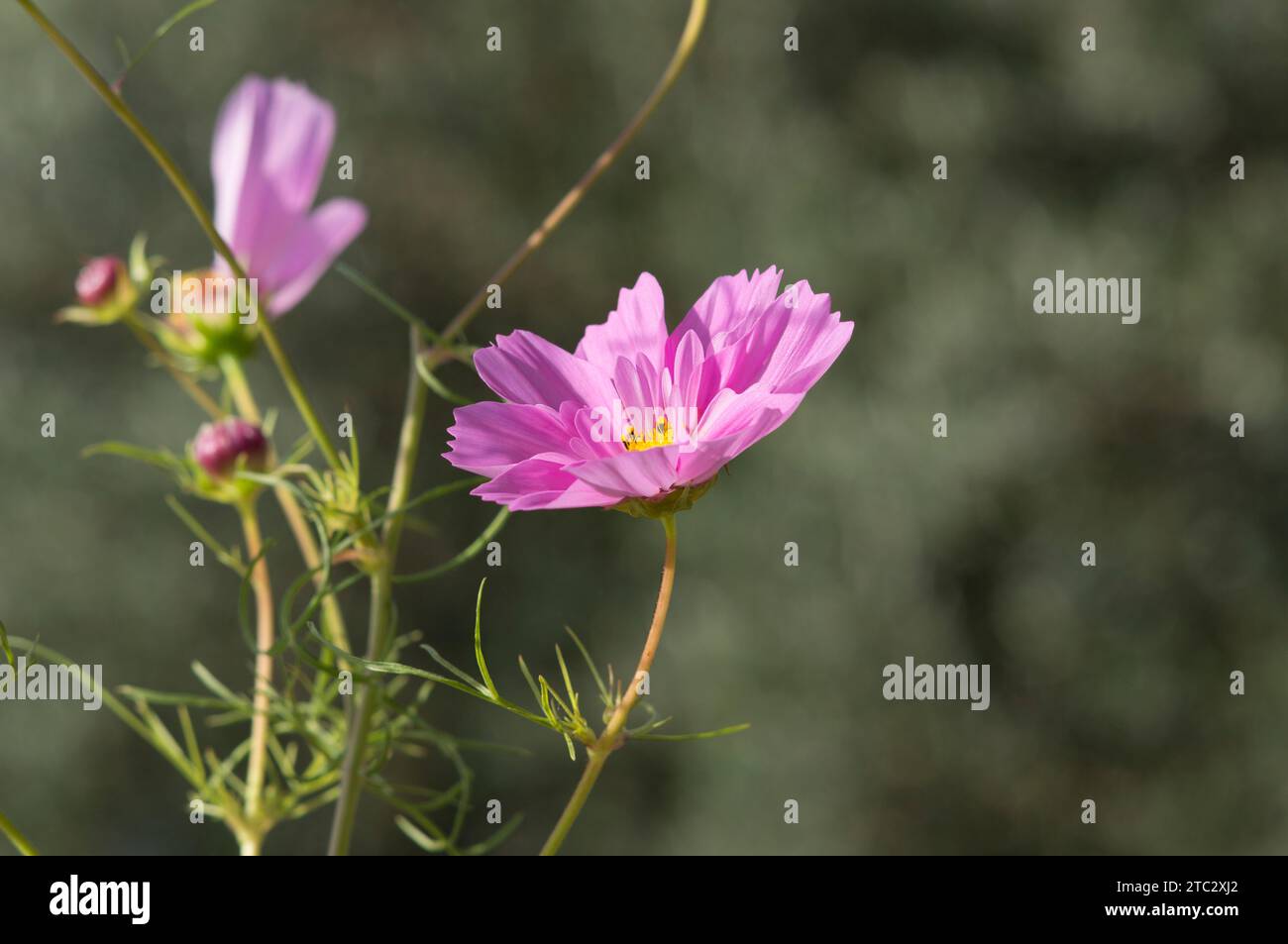 Cosmos bipinnatus, garden cosmos or Mexican aster, is a flowering ...
