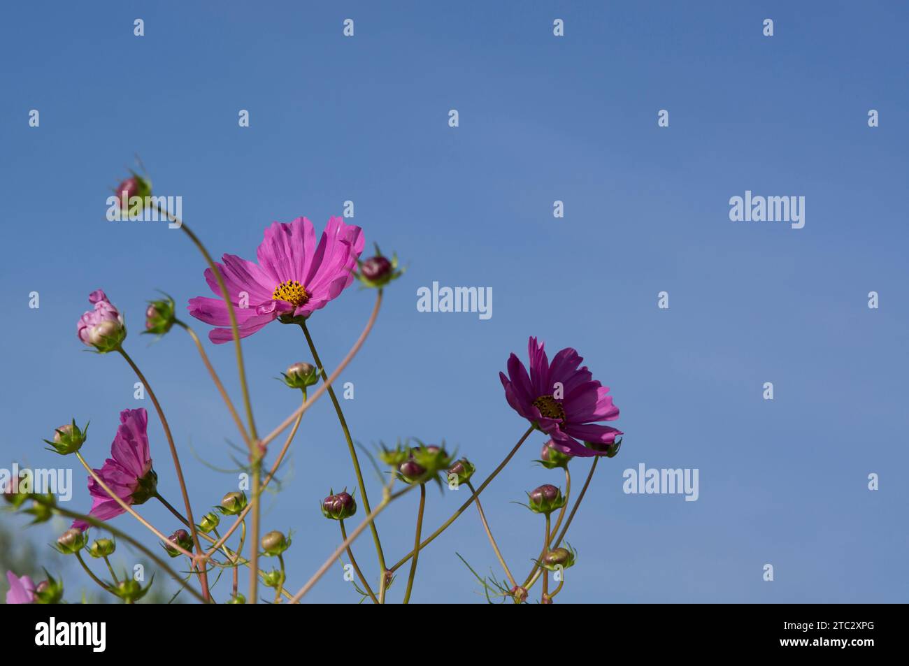 Cosmos bipinnatus, garden cosmos or Mexican aster, is a flowering ...