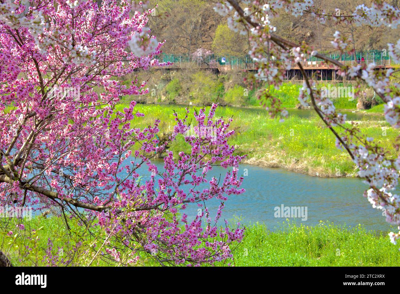 Whitish-pink cherry blossoms elegantly frame the Taehwa River, with its ...