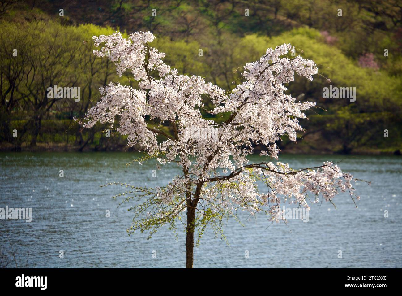 A captivating view of a cherry blossom tree in full bloom, bathed in ...