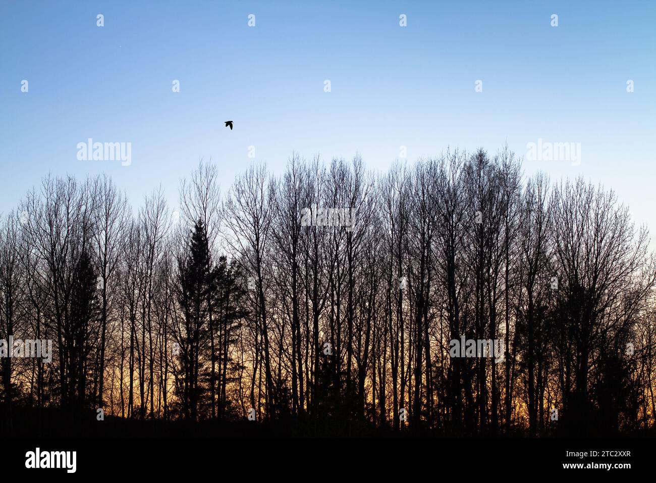 Timberdoodle hi-res stock photography and images - Alamy