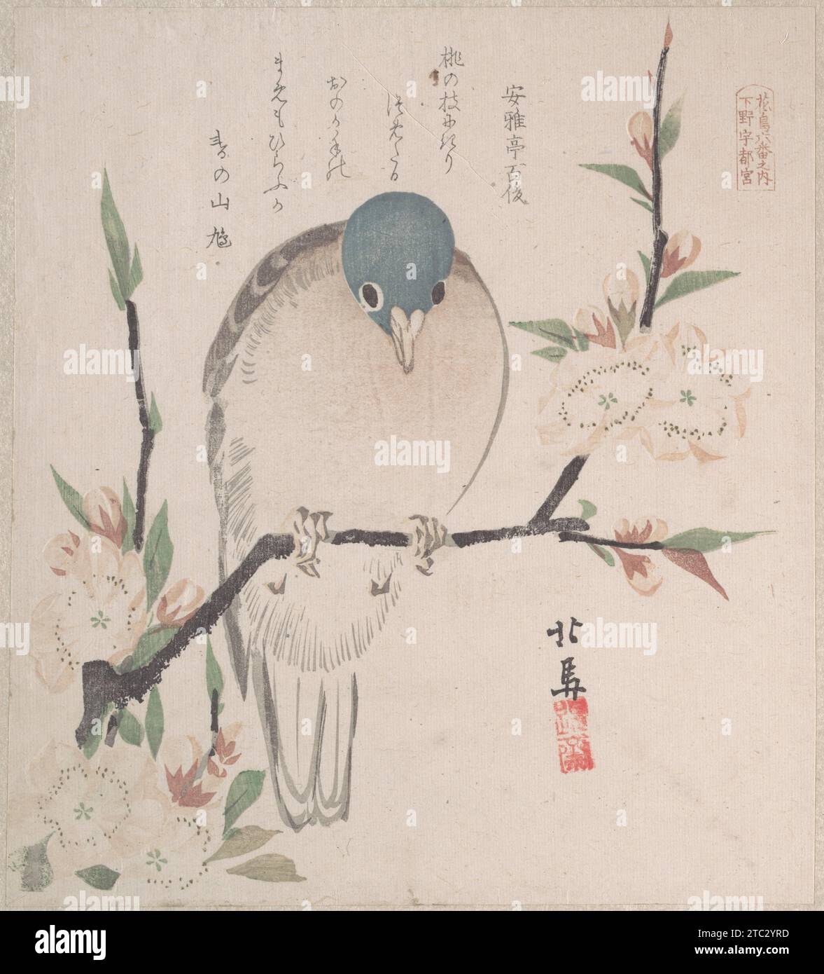 Japanese doves hi-res stock photography and images - Alamy