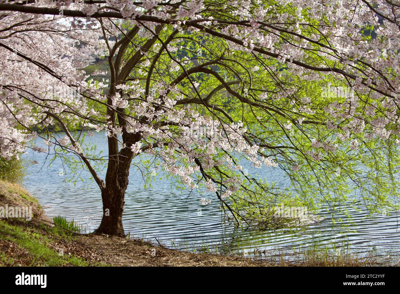 White cherry blossom branches and lush green branches gracefully drape ...