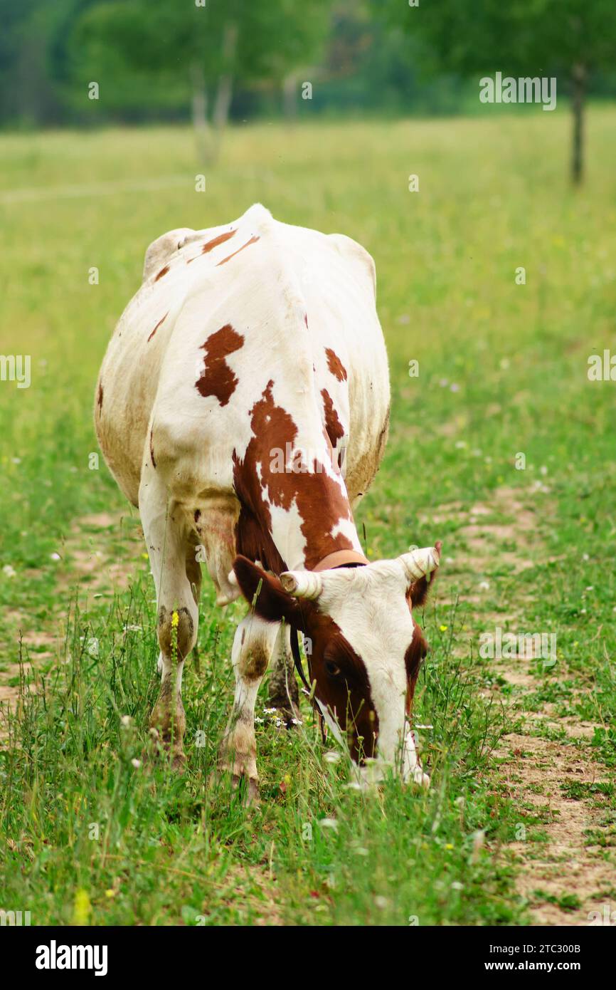 The cattle breed cow on the farm are known for their meat quality and ...