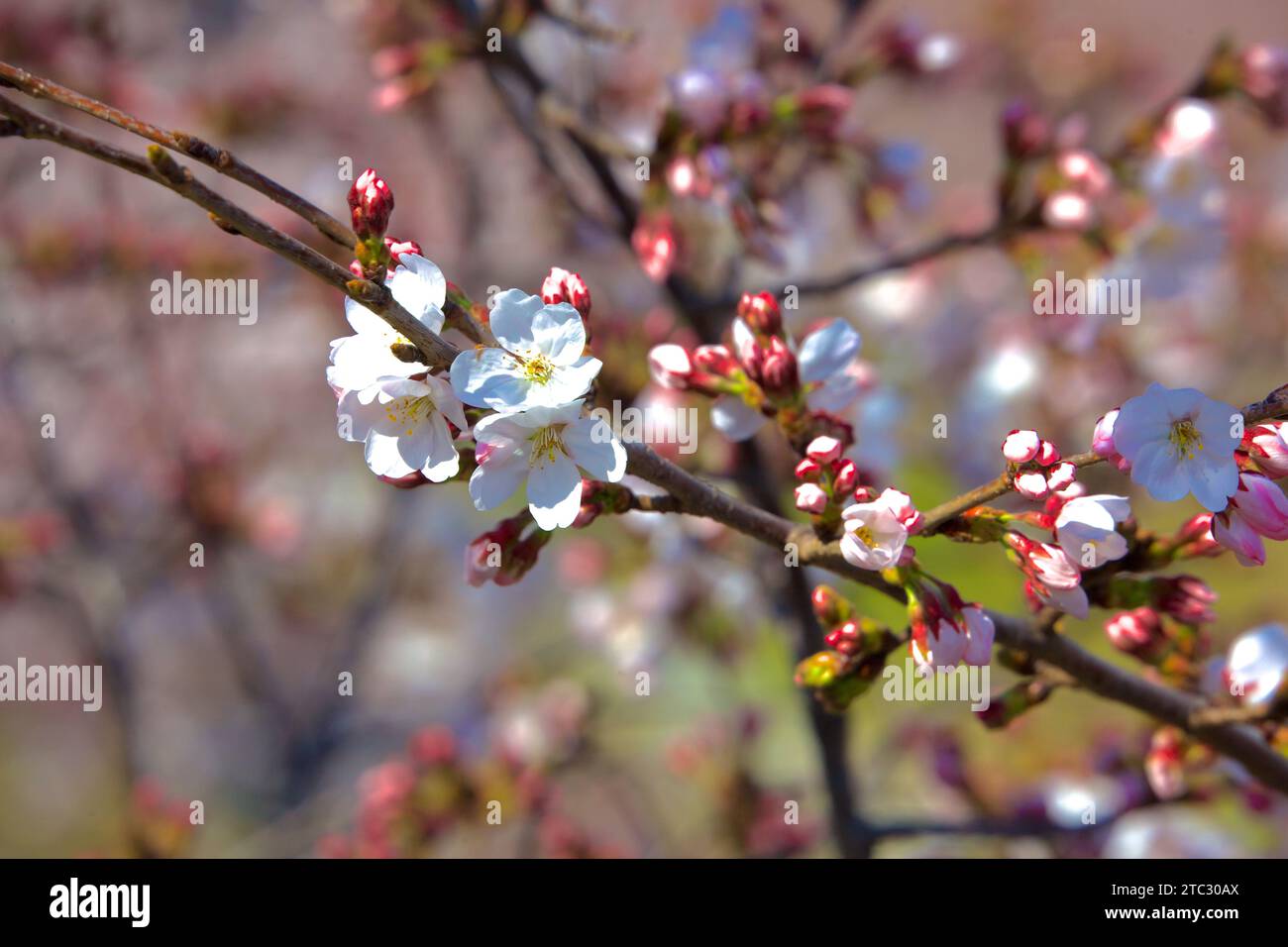 A closeup view reveals the intricate beauty of cherry blossoms, with ...
