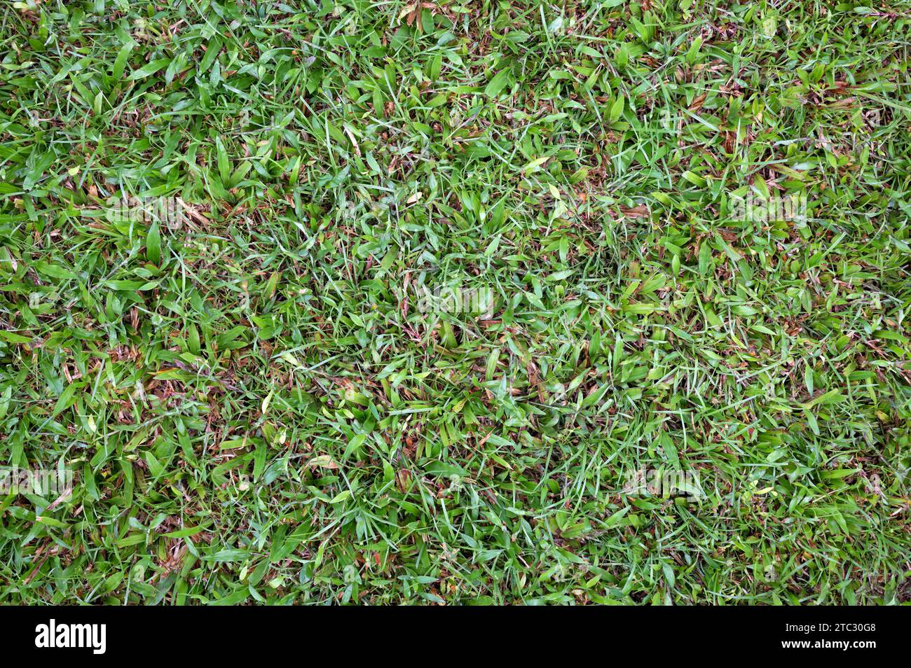 Green wet grass lush texture background close up view Stock Photo - Alamy