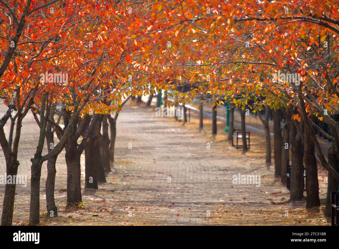 In Ulsan, a stunning canopy of red trees forms over a brick walking ...