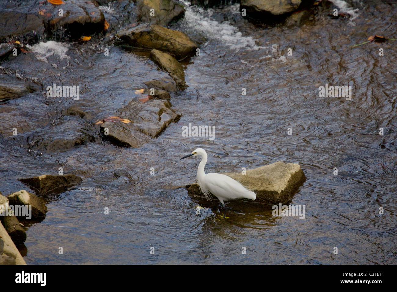 Shallow stream flows gently hi-res stock photography and images - Alamy