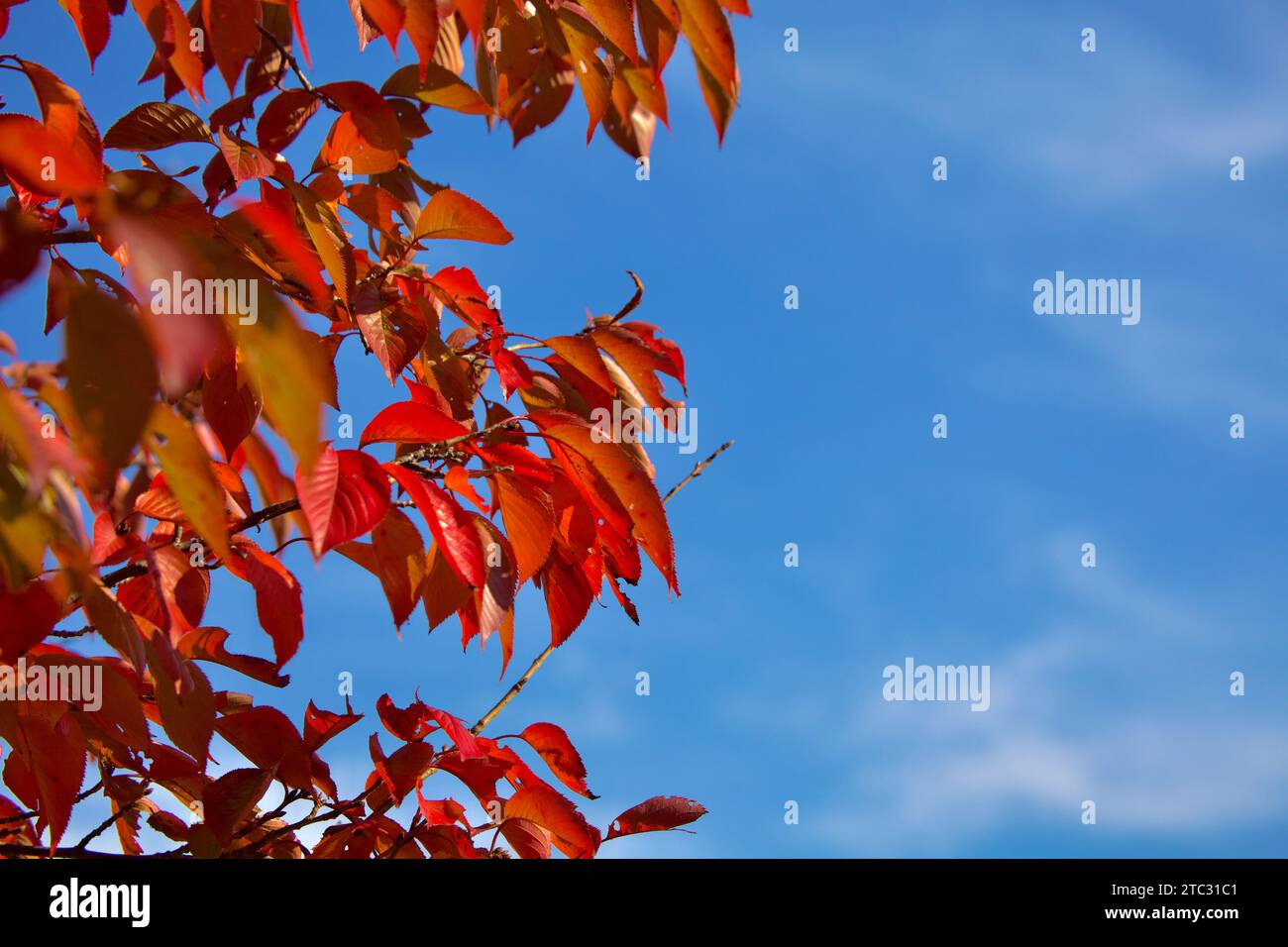 Vivid red leaves stand out strikingly against the clear blue sky ...