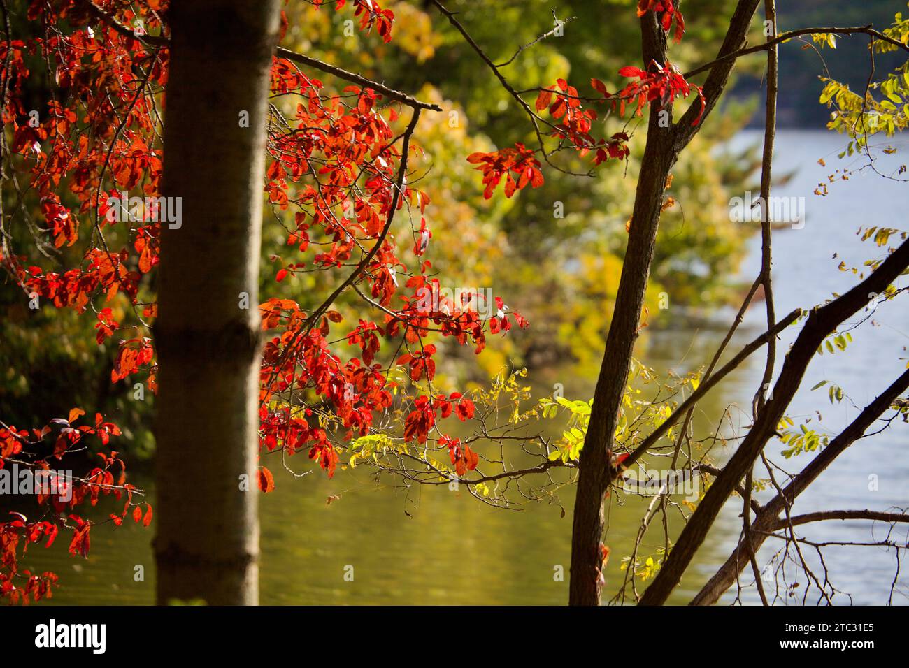 A striking silhouette of a tree trunk stands prominently in the ...