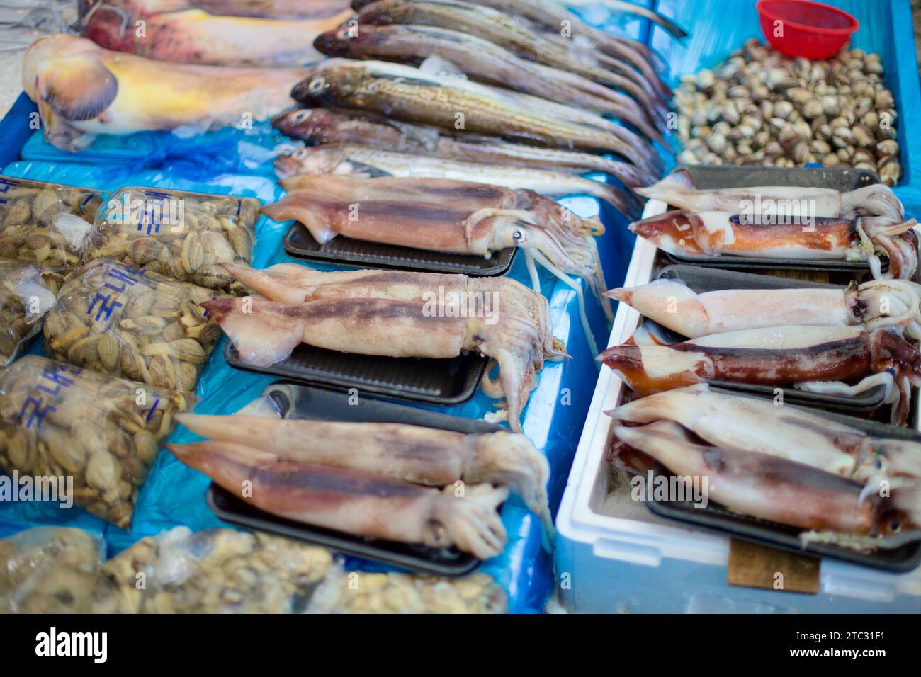 A traditional Korean market presents a rich display of fresh squid ...