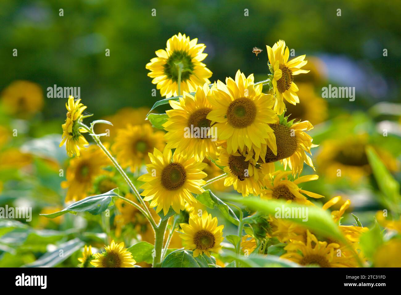 A vibrant cluster of sunflowers comes to life with a bee buzzing nearby ...