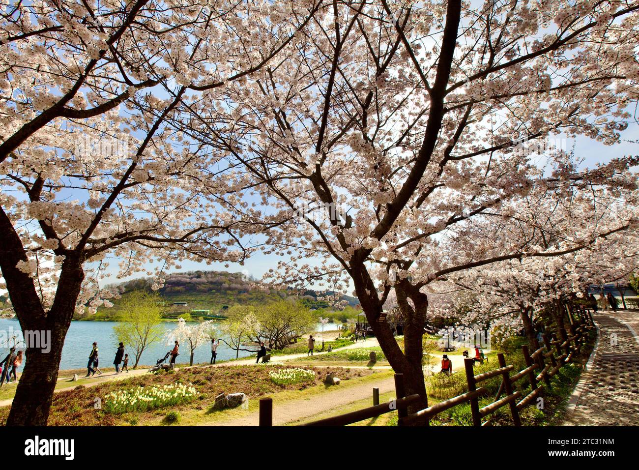 An scene captures spring with its picturesque lake, vibrant white ...