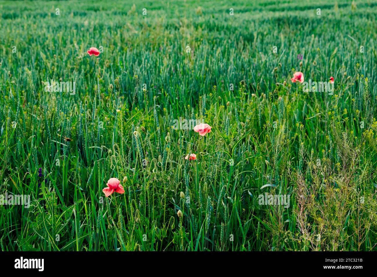 Poppies in various stages of bloom, scattered in a field of tall grass ...