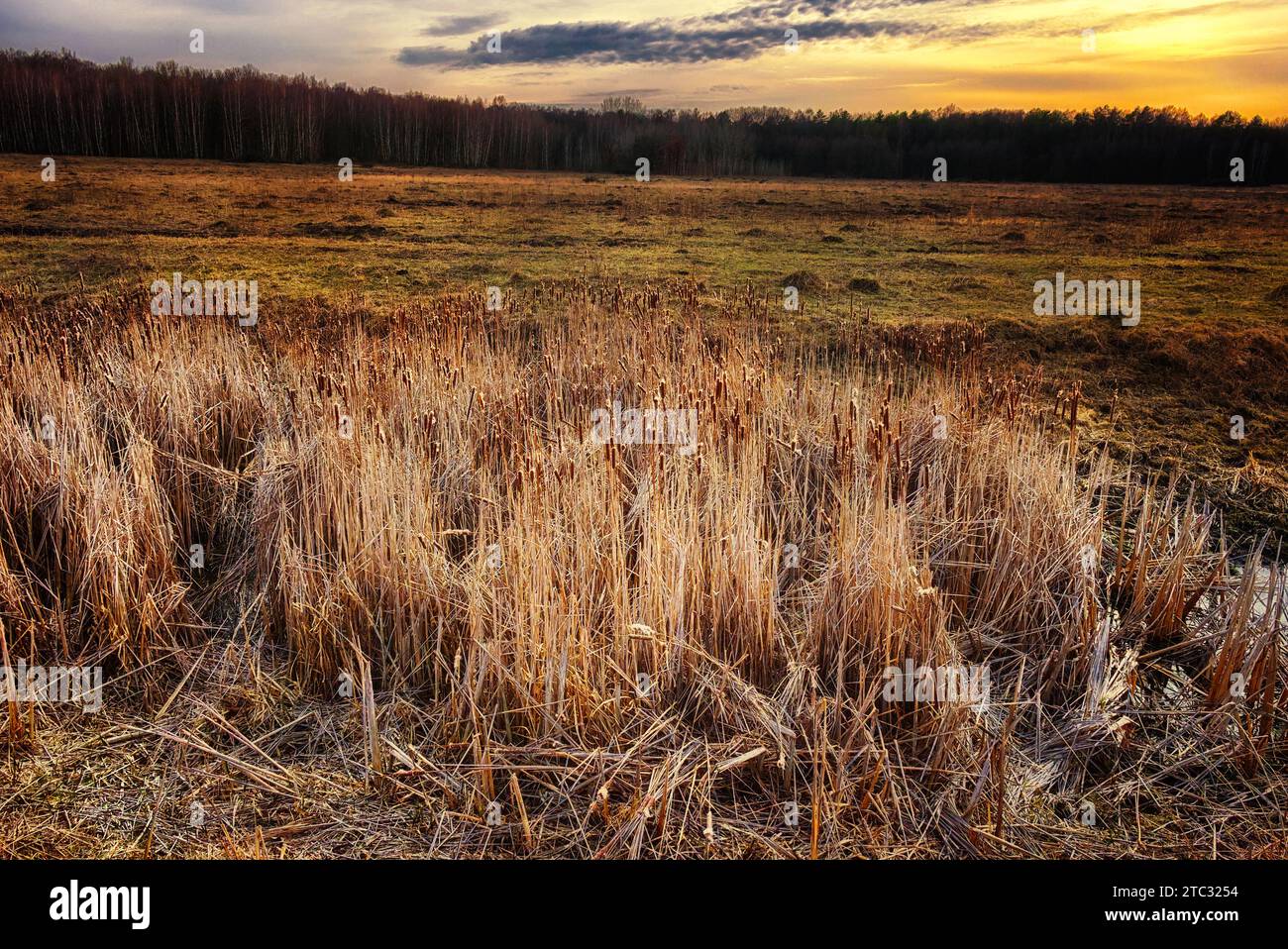 A field with tall, brown grass is captured at sunset, with trees lining ...